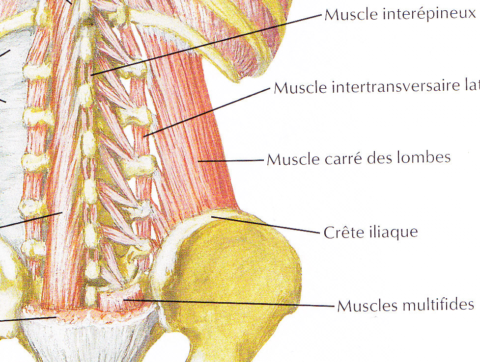 Carré des Lombes : Muscle Responsable du Mal de Dos - 3 exercices